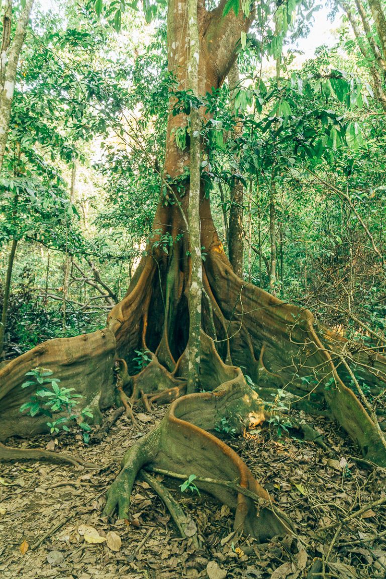 The Best Guide To Hiking Corcovado National Park In Costa Rica - The ...