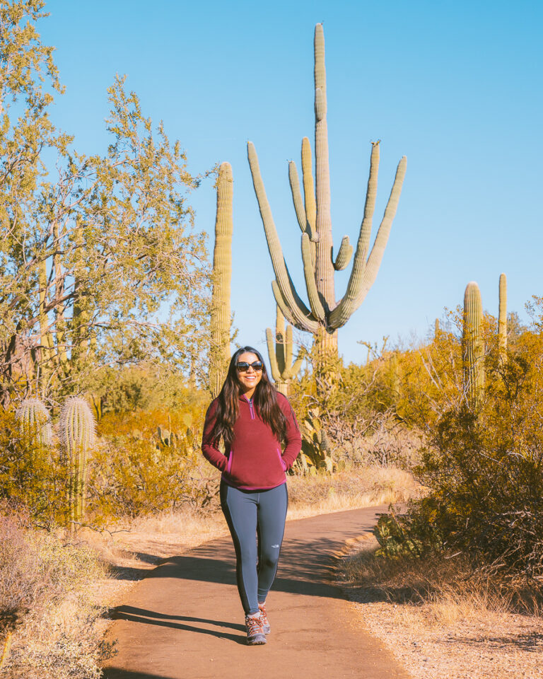 Best Hikes In Saguaro National Park: 11 Hiking Trails You’ll Love - The ...