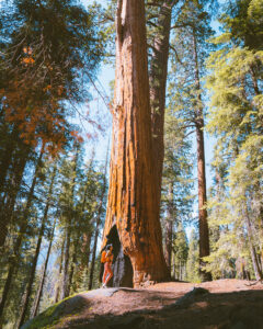 Best Time To Visit Sequoia National Park | A Guide for 2026 - The ...